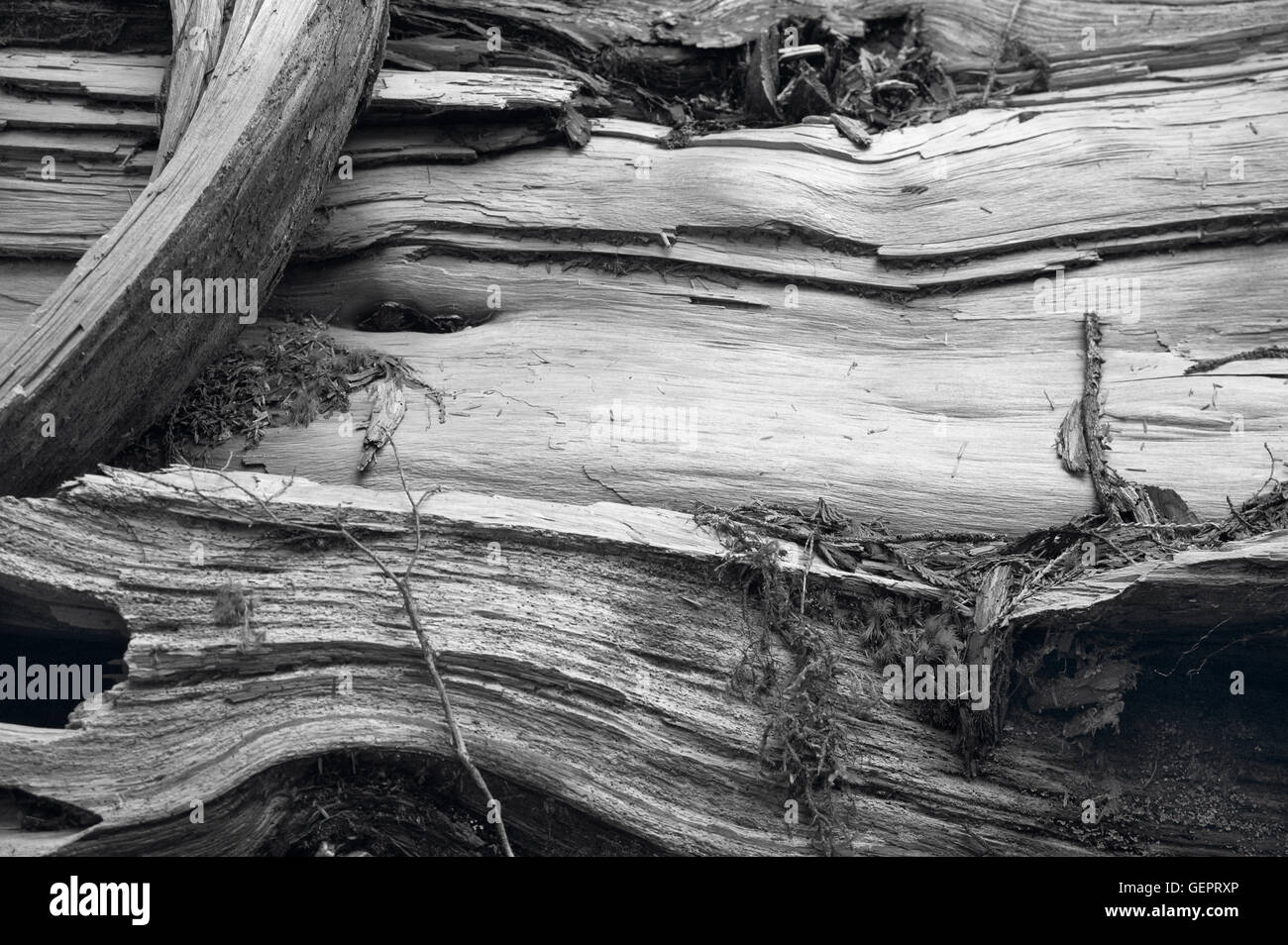 Old trunk detail in black and white tone. Horizontal format. Canada ...
