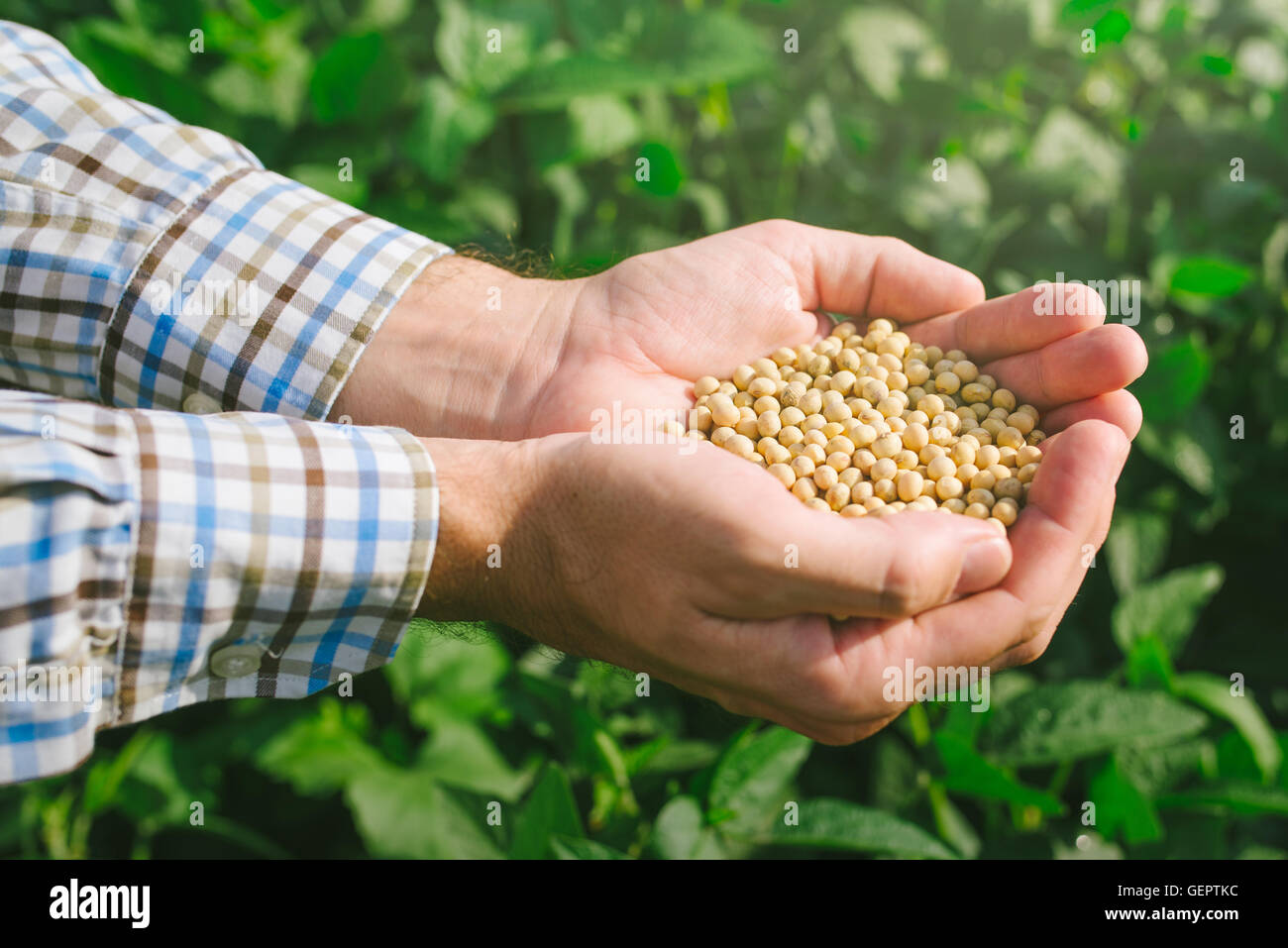 Farmer with handful od soybean in cultivated field, male agricultural ...