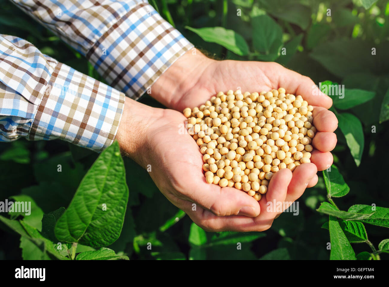 Farmer with handful od soybean in cultivated field, male agricultural ...