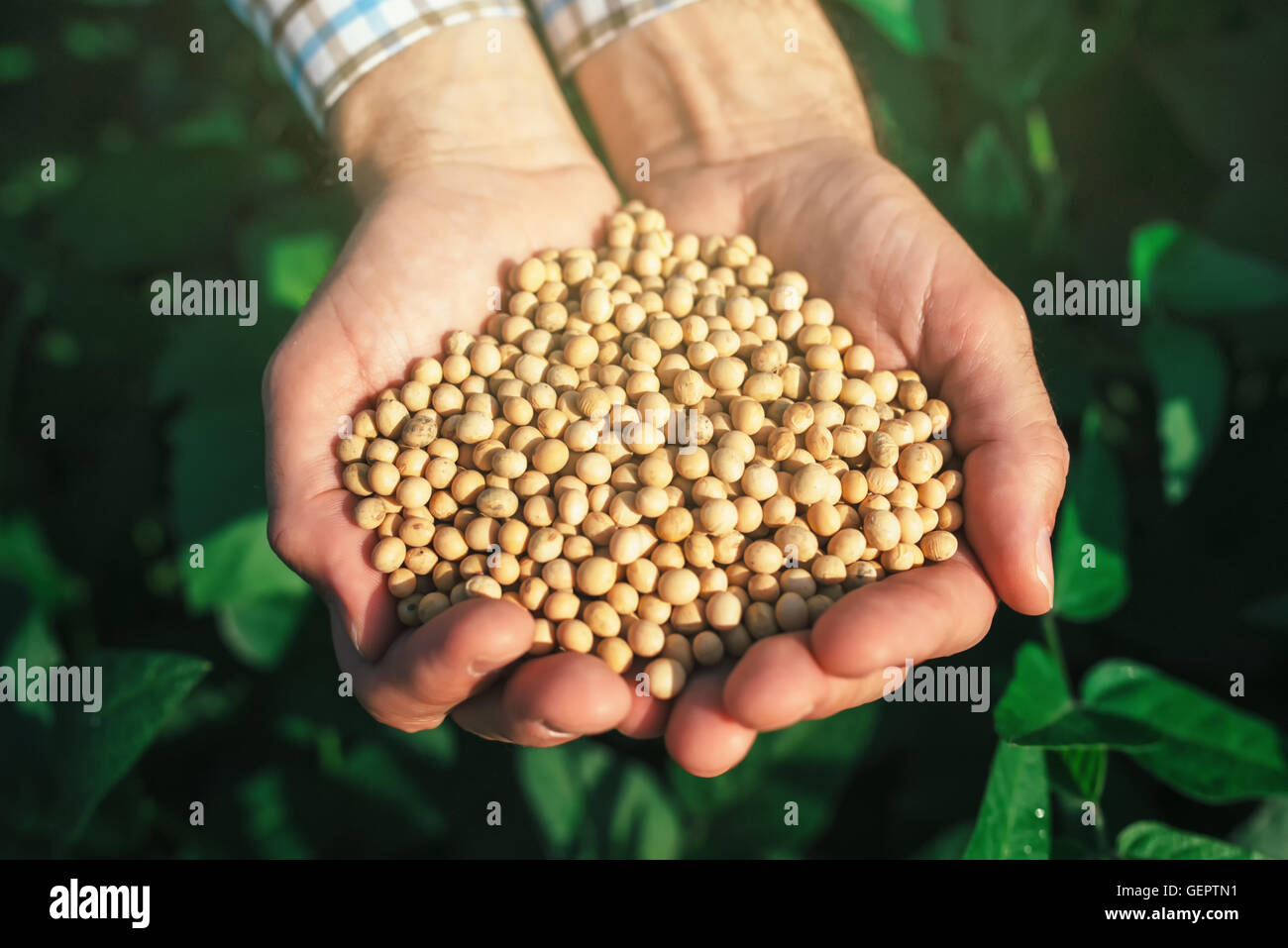 Farmer with handful od soybean in cultivated field, male agricultural ...