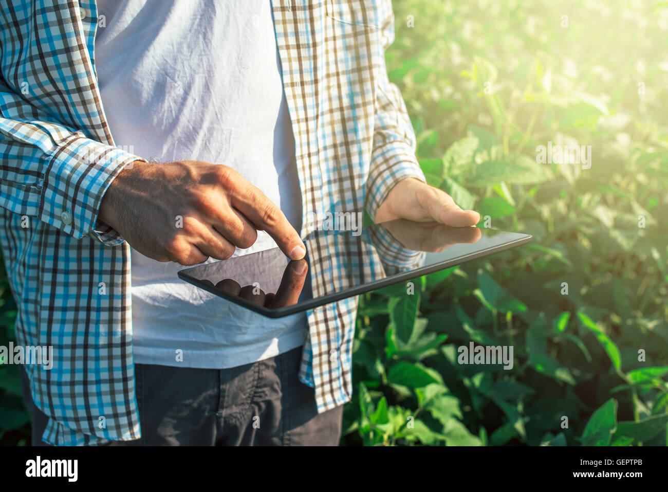 Farmer using digital tablet computer in cultivated soybean crops field ...