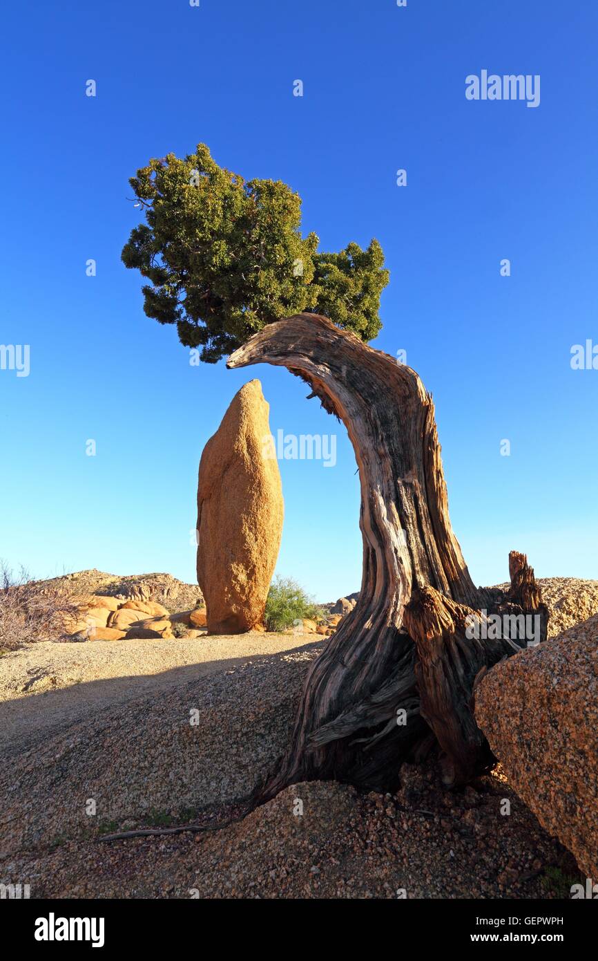 Joshua tree national p hi-res stock photography and images - Alamy