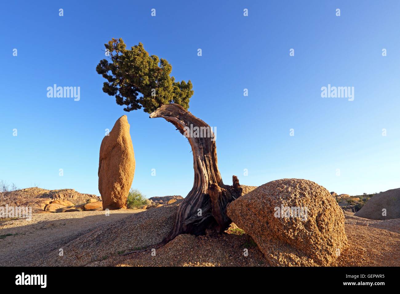 Joshua pine trees hi-res stock photography and images - Alamy