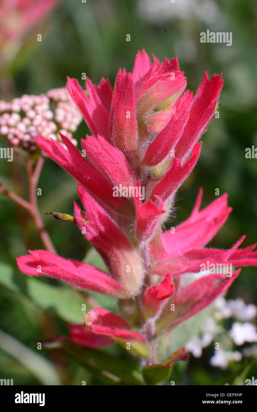 Paintbrush plant hi-res stock photography and images - Alamy