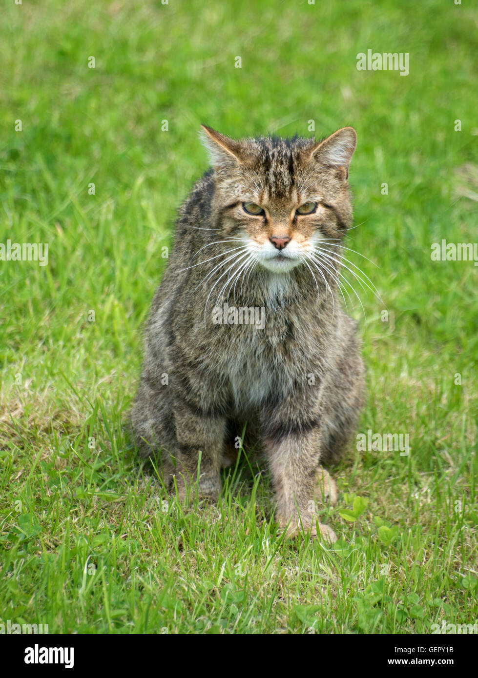 Scottish Wild Cat Felis Silvestris Scotland Stock Photo - Alamy