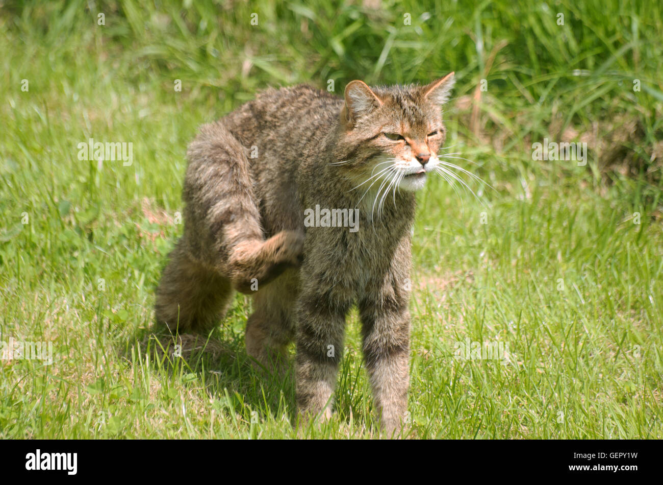 Scottish Wild Cat Felis Silvestris Scratching Scotland Stock Photo - Alamy