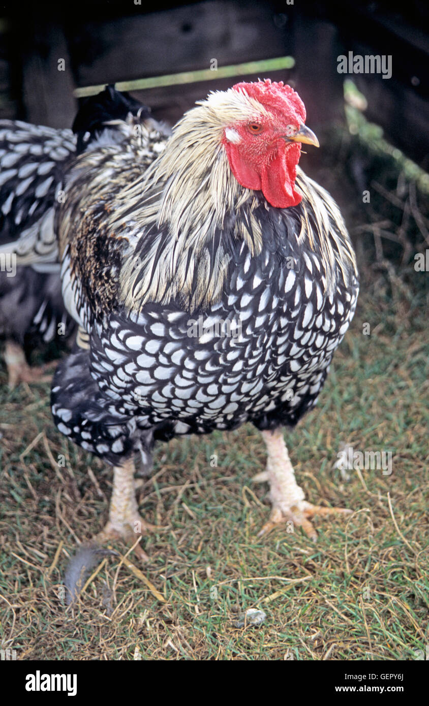 The silver chicken hi-res stock photography and images - Alamy
