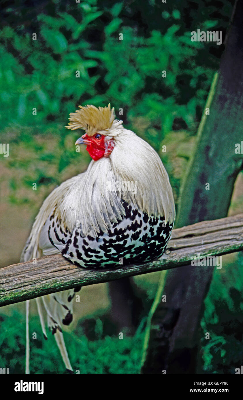 Appenzeller chicken hi-res stock photography and images - Alamy
