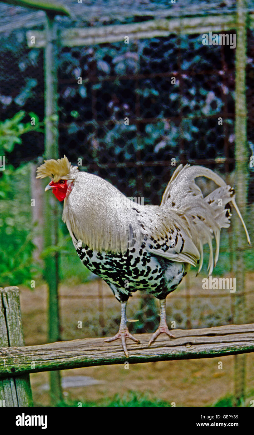 Appenzeller chicken hi-res stock photography and images - Alamy