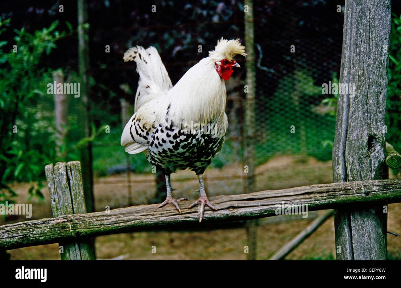 Appenzeller chicken hi-res stock photography and images - Alamy