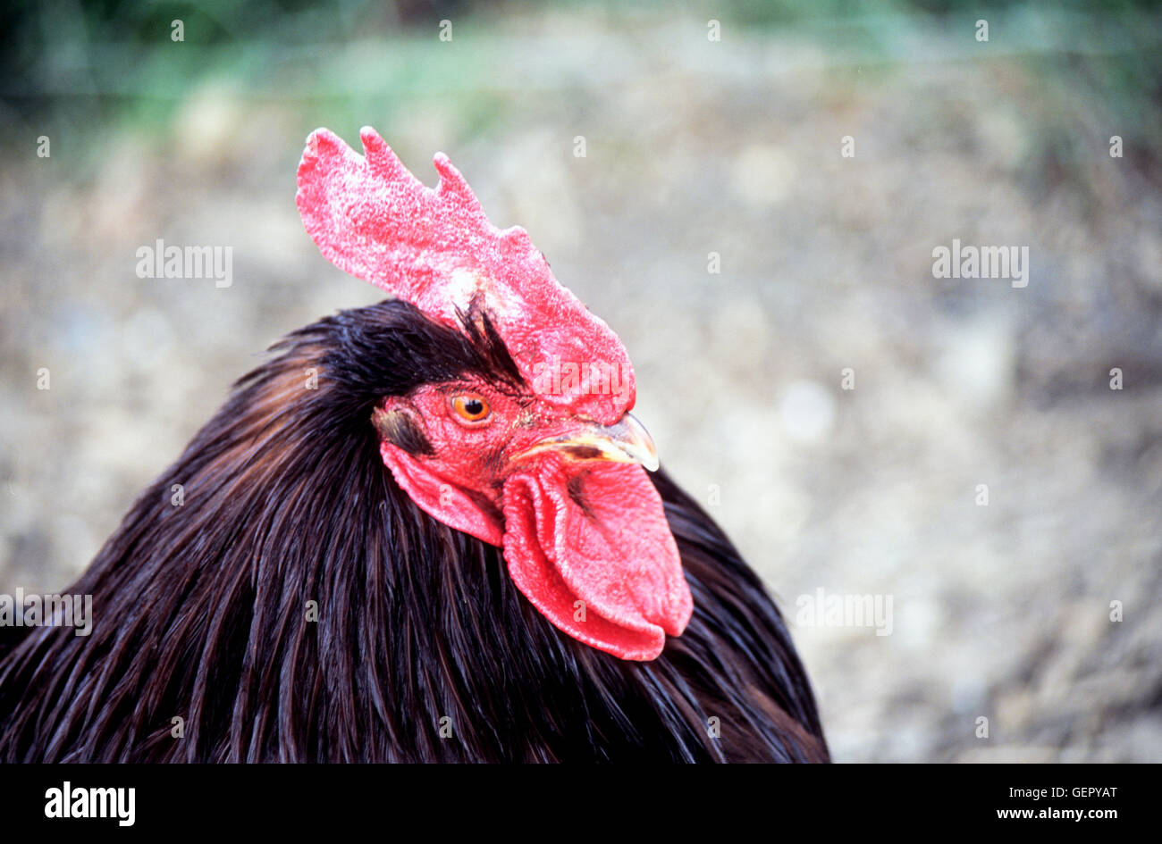 Rhode Island Cockerel Chicken Stock Photo - Alamy