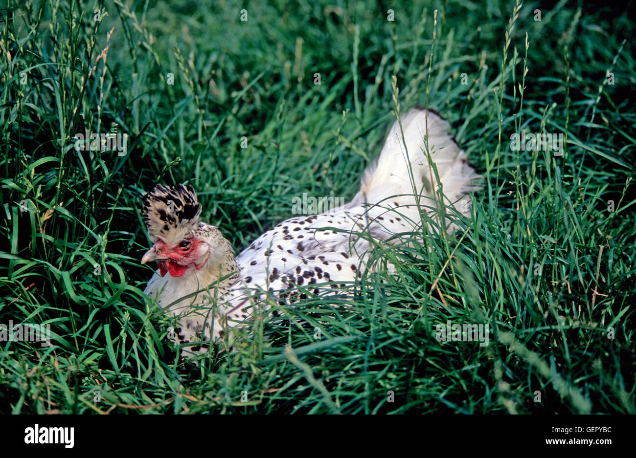 Appenzeller Chicken Laying in Grass Stock Photo - Alamy