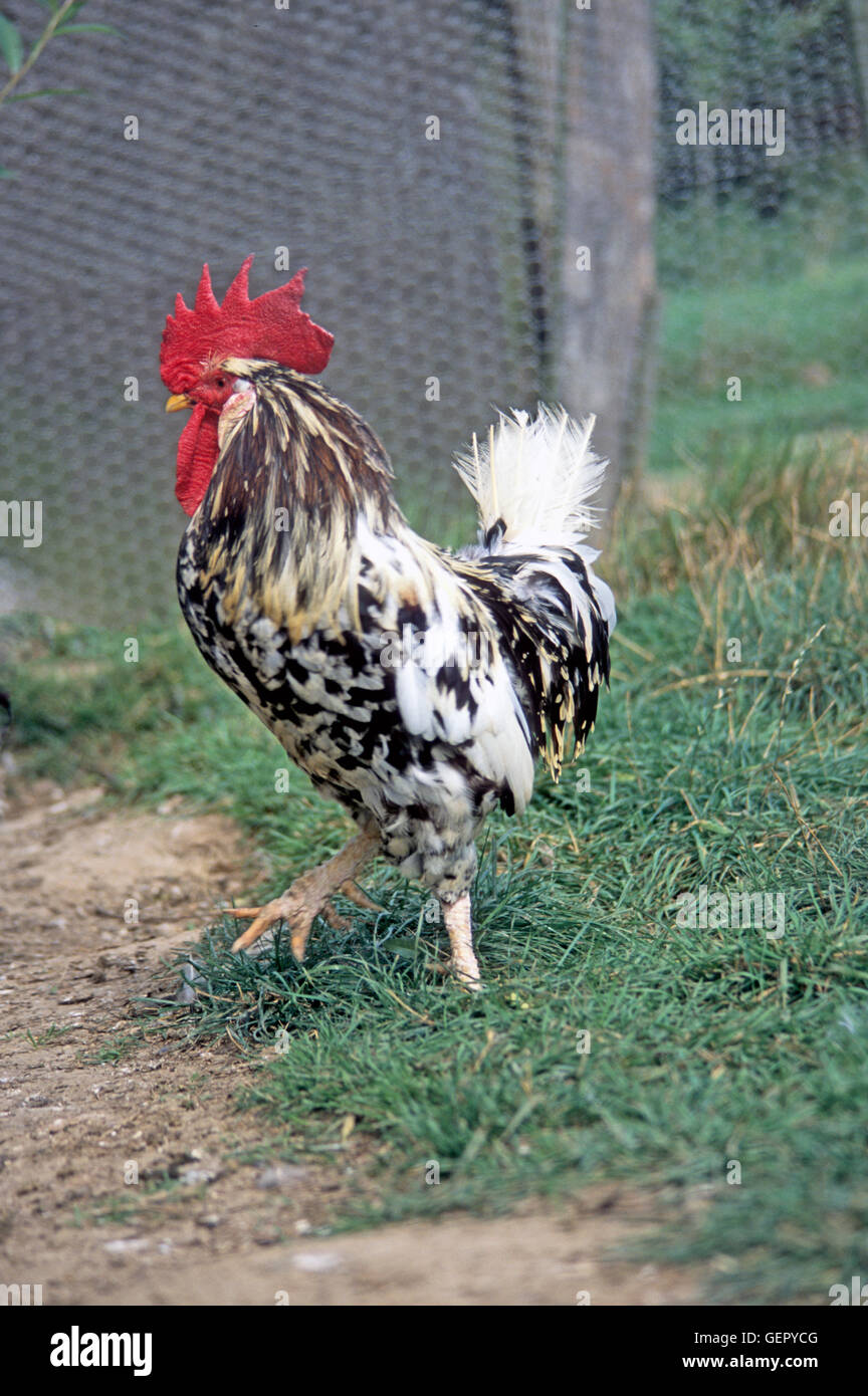 Leghorn Cockrel Chicken Stock Photo - Alamy