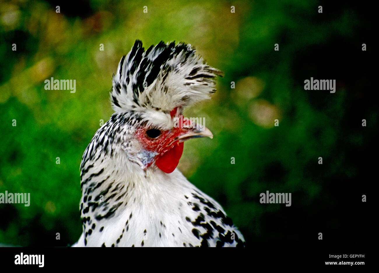 Appenzeller Chicken Head Stock Photo - Alamy