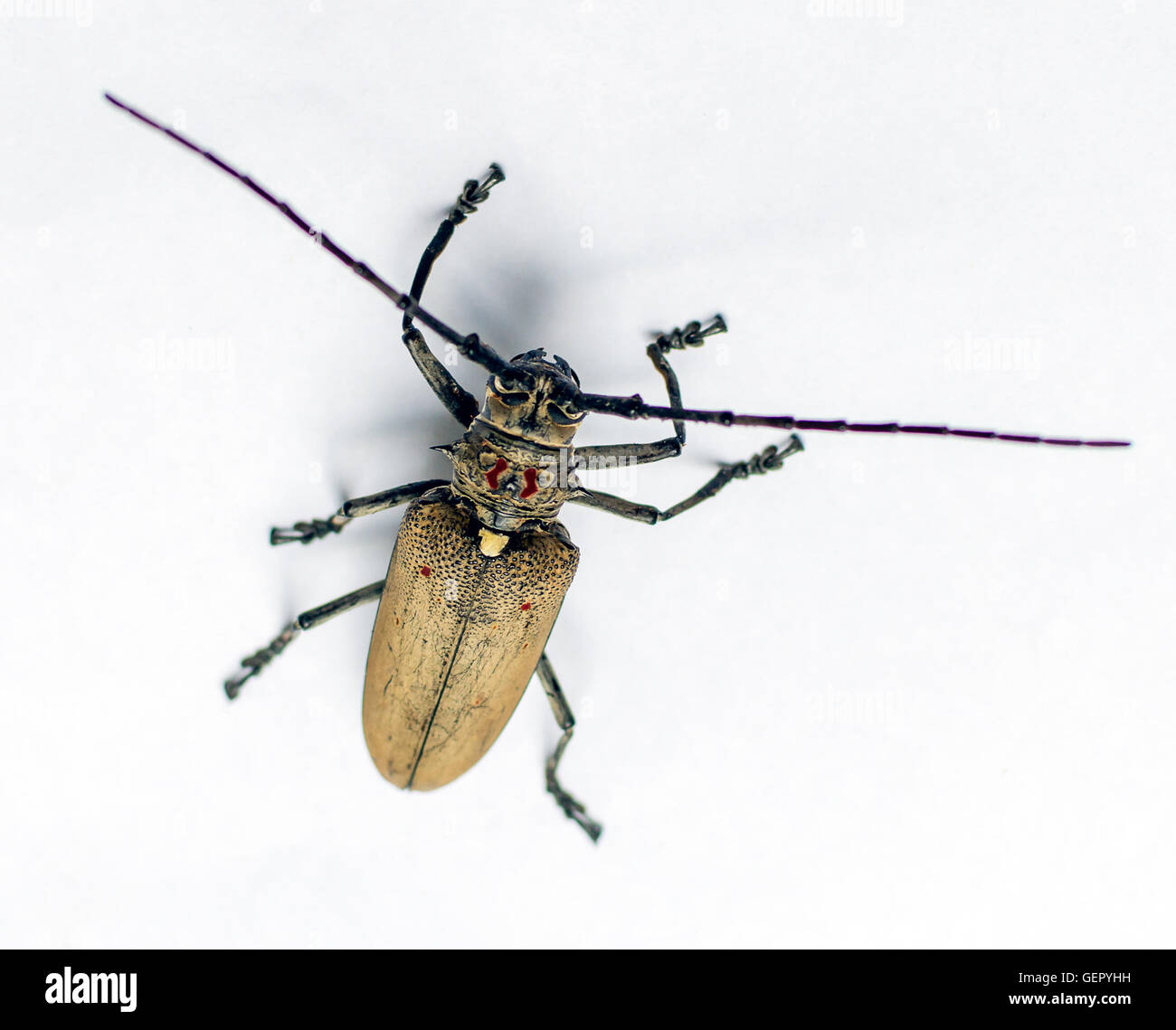 Brown dung beetle hi-res stock photography and images - Alamy