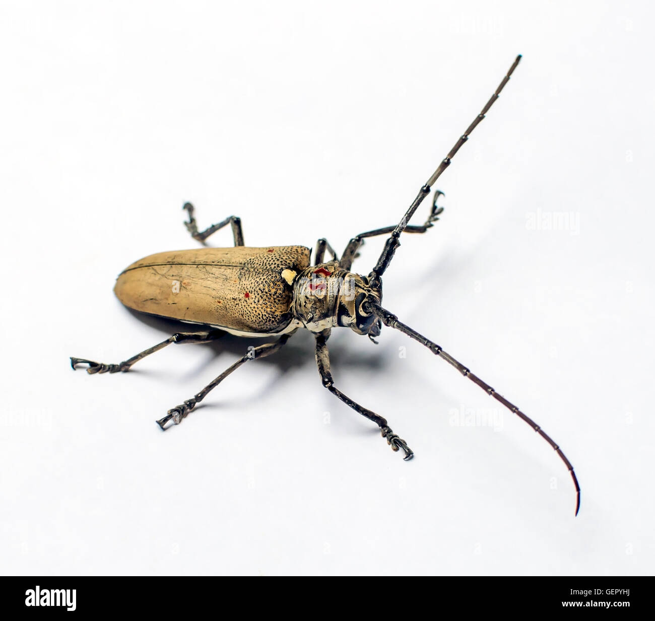 Isolated animal insect ground beetle hi-res stock photography and ...