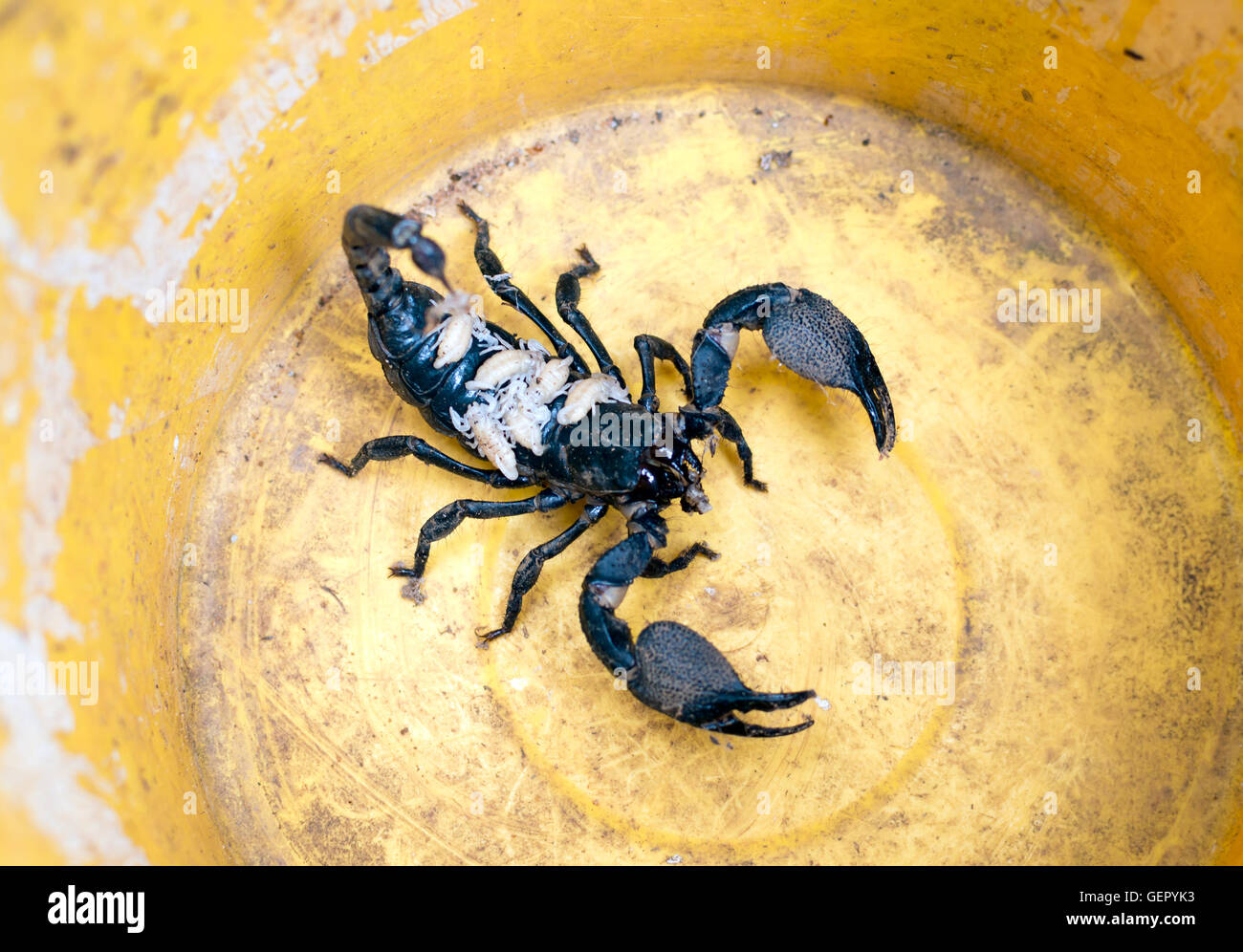 Scorpion with newly-born babies on back Stock Photo - Alamy