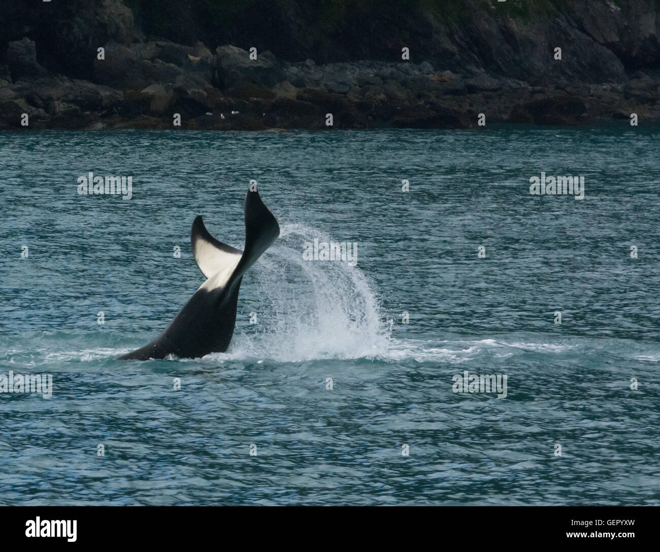 Blue Whale Spraying Water