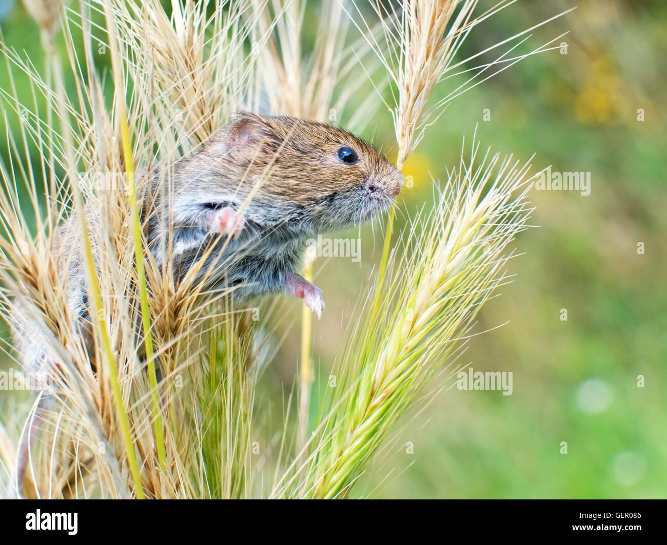 Cute little vole is peaking out of the crop Stock Photo - Alamy