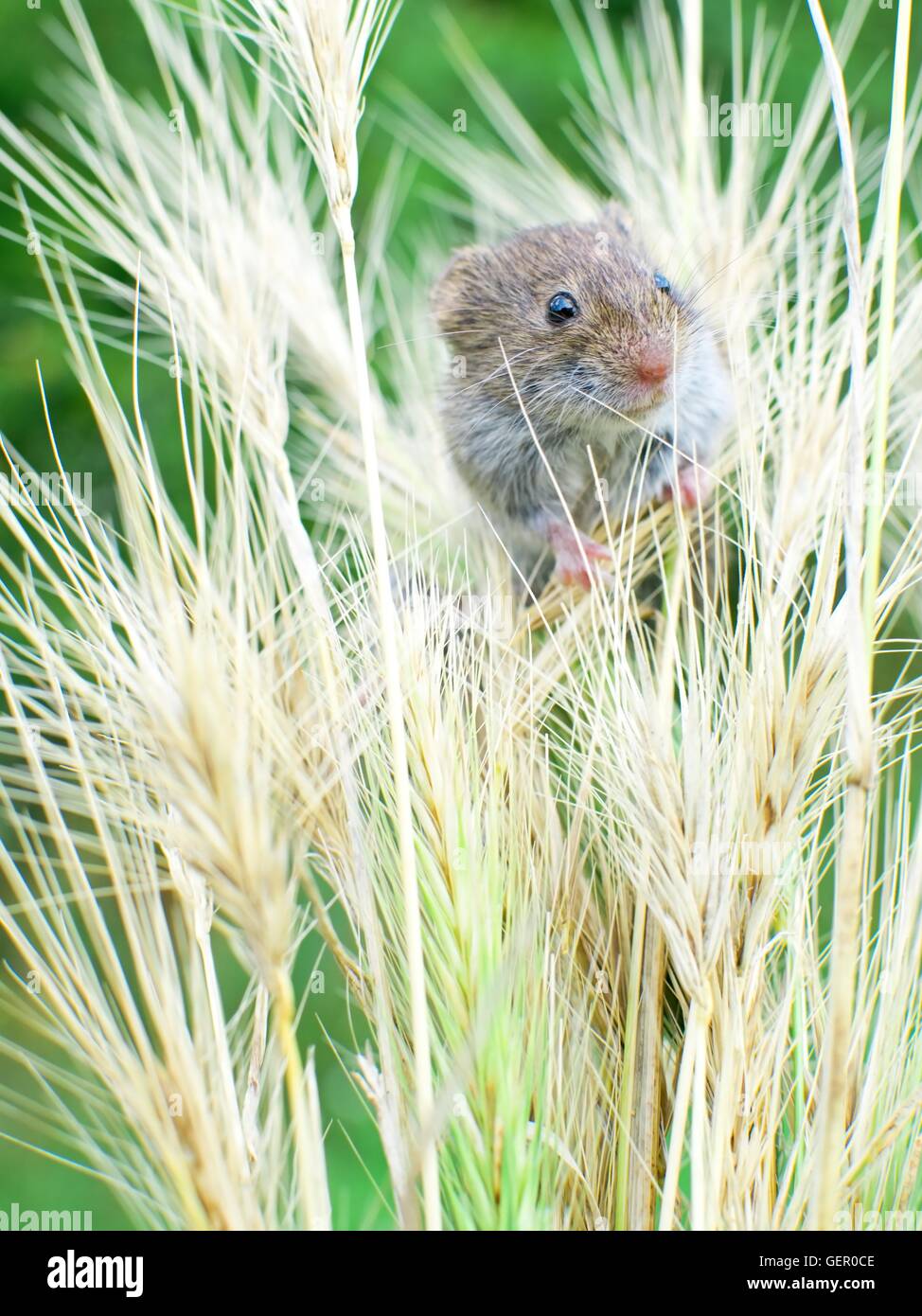 Cute little vole is peaking out of the crop Stock Photo - Alamy