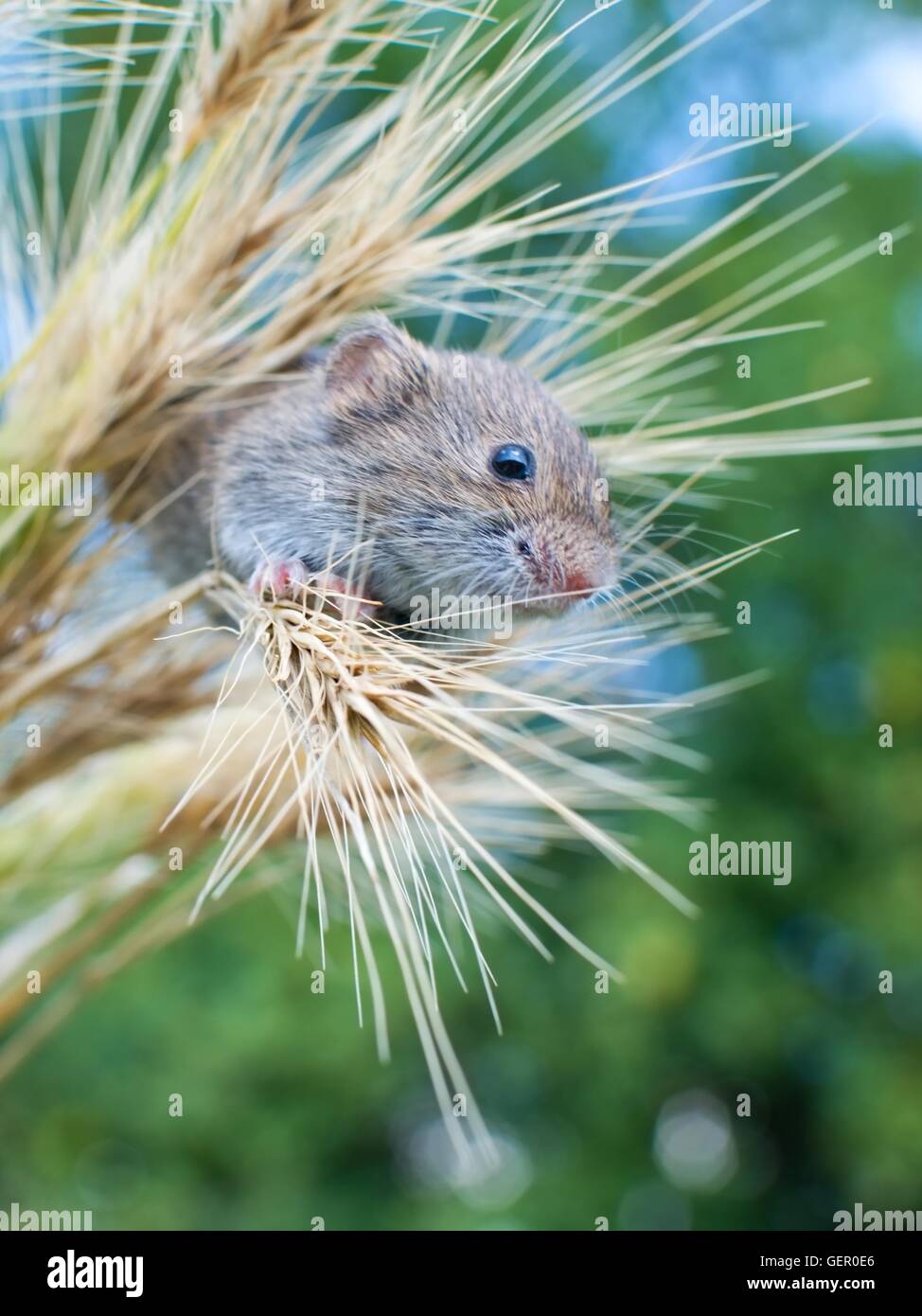 Cute vole hi-res stock photography and images - Alamy