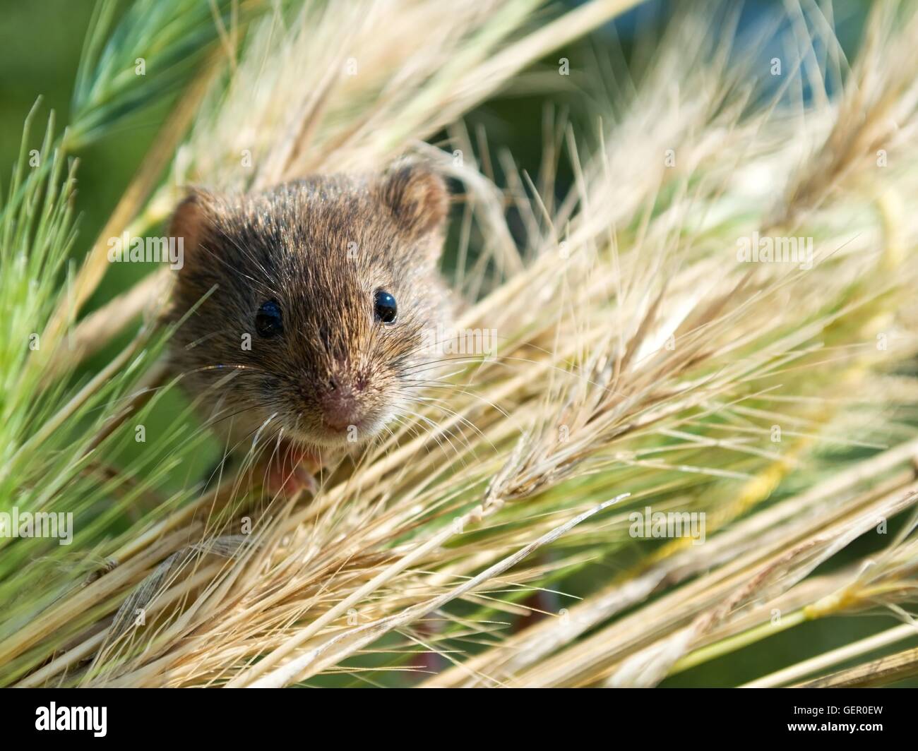 Cute little vole is peaking out of the crop Stock Photo - Alamy