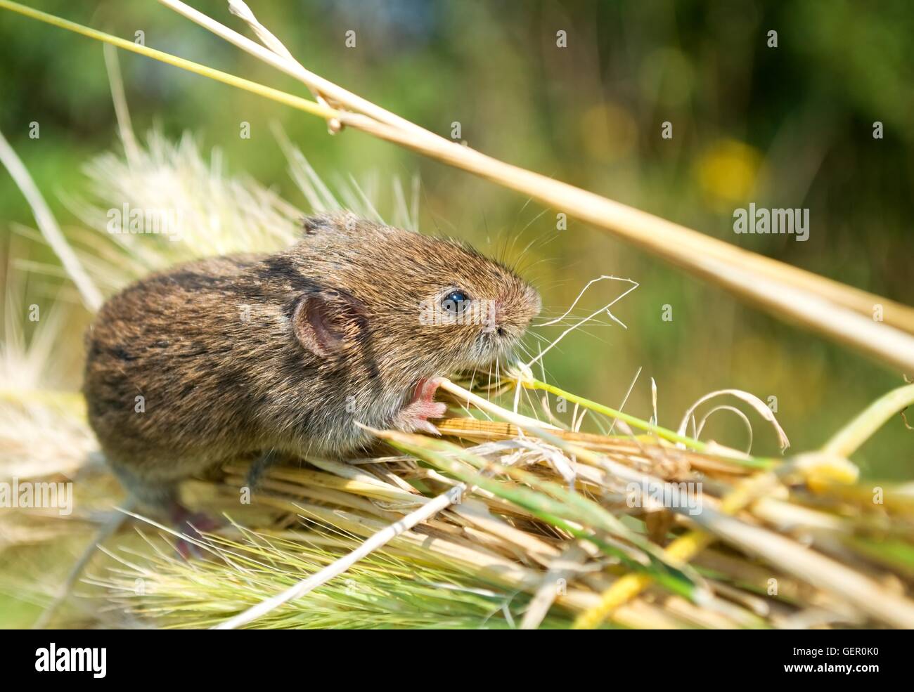 Cute little vole is peaking out of the crop Stock Photo - Alamy