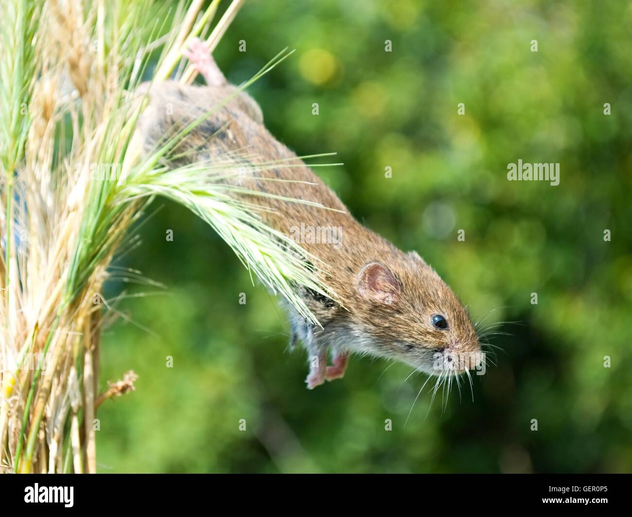 Cute little vole is peaking out of the crop Stock Photo - Alamy