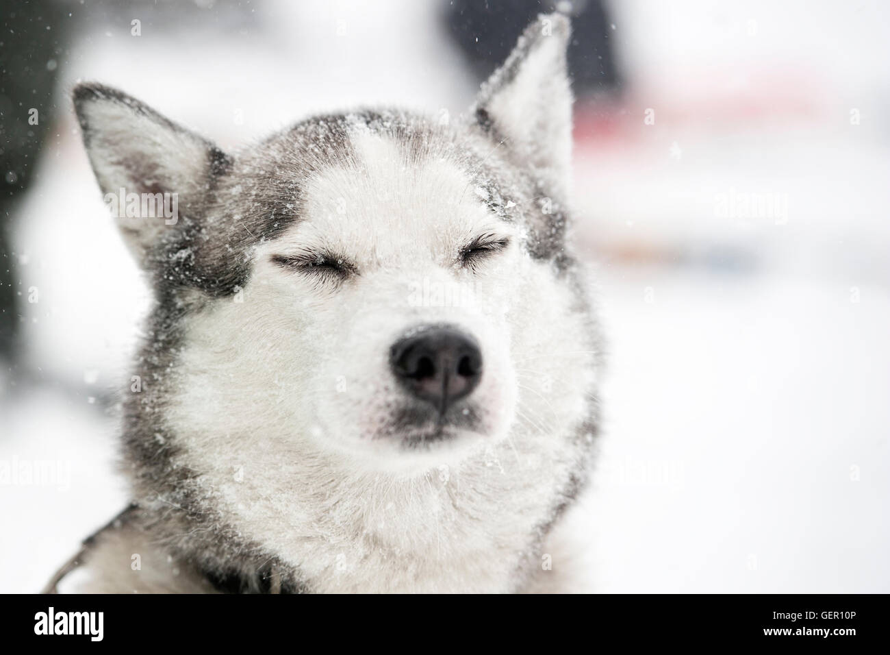 Alaskan malamute dog snow hi-res stock photography and images - Alamy