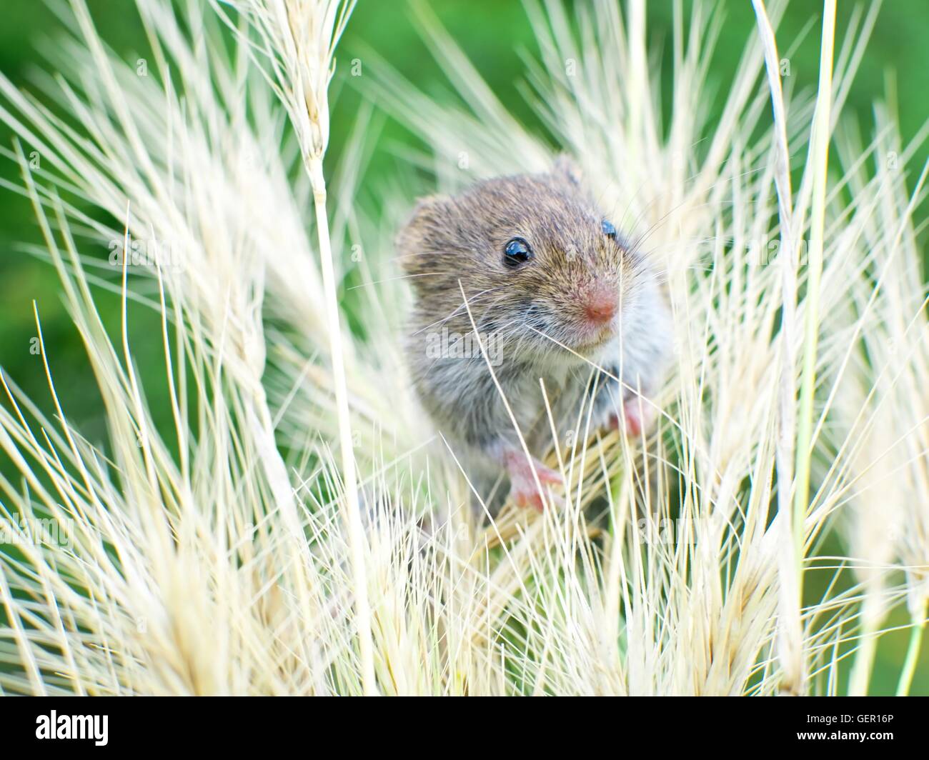 Cute little vole is peaking out of the crop Stock Photo - Alamy