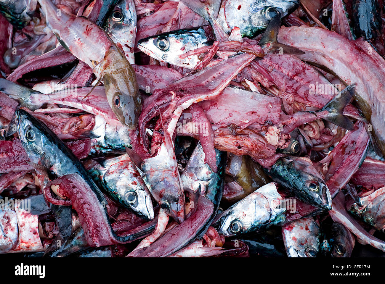 The remains of the filleted fish Stock Photo - Alamy