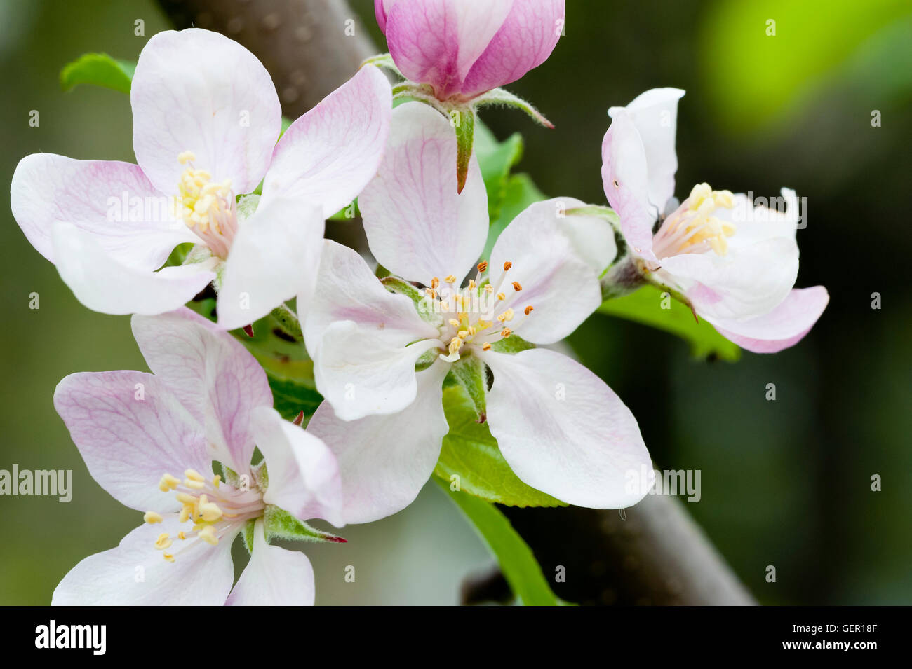Beach apple tree hi-res stock photography and images - Alamy