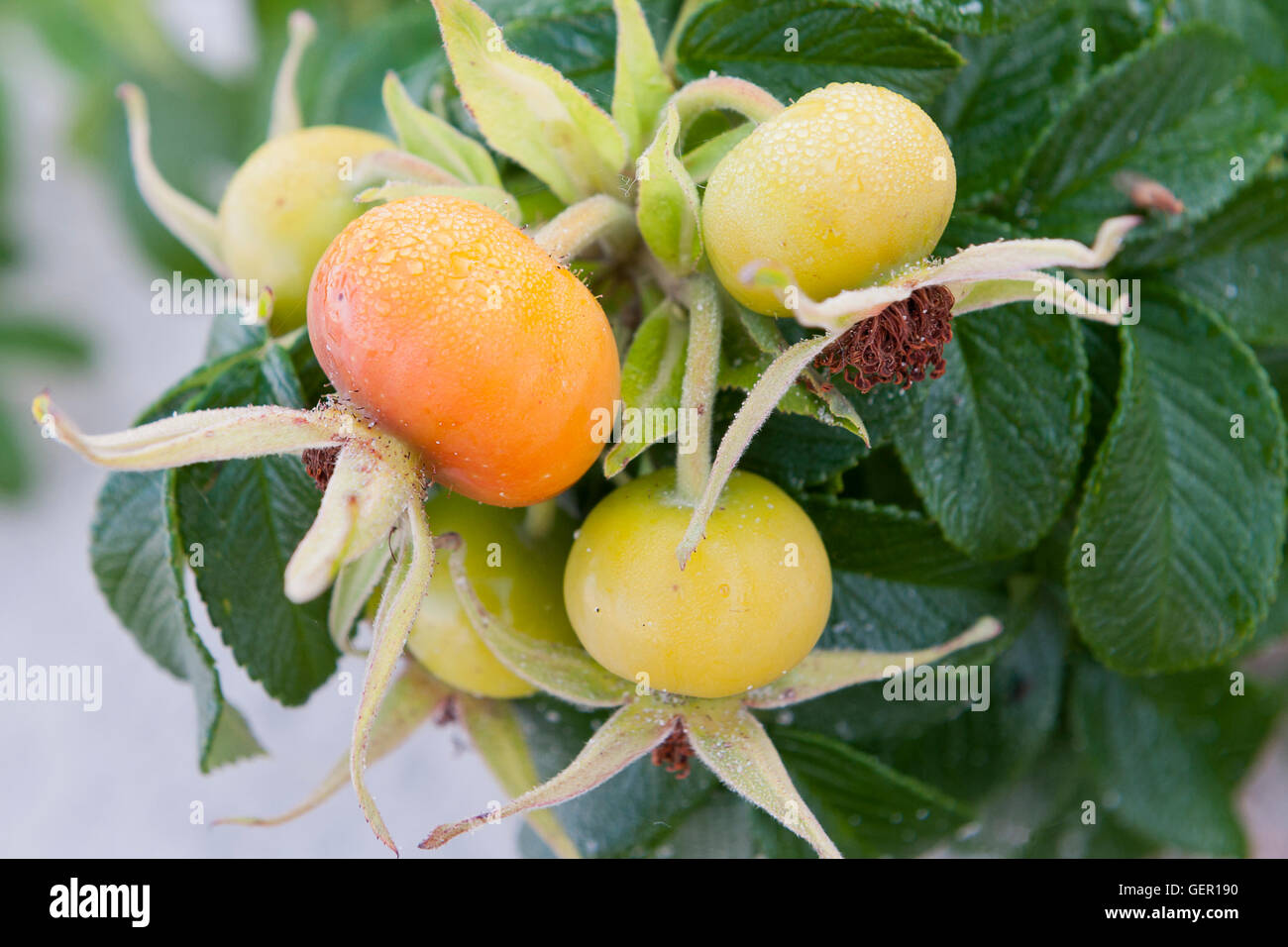 Fruits of rosehip in nature Stock Photo - Alamy
