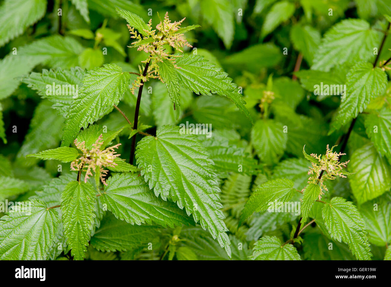 Nettle for tea hi-res stock photography and images - Alamy