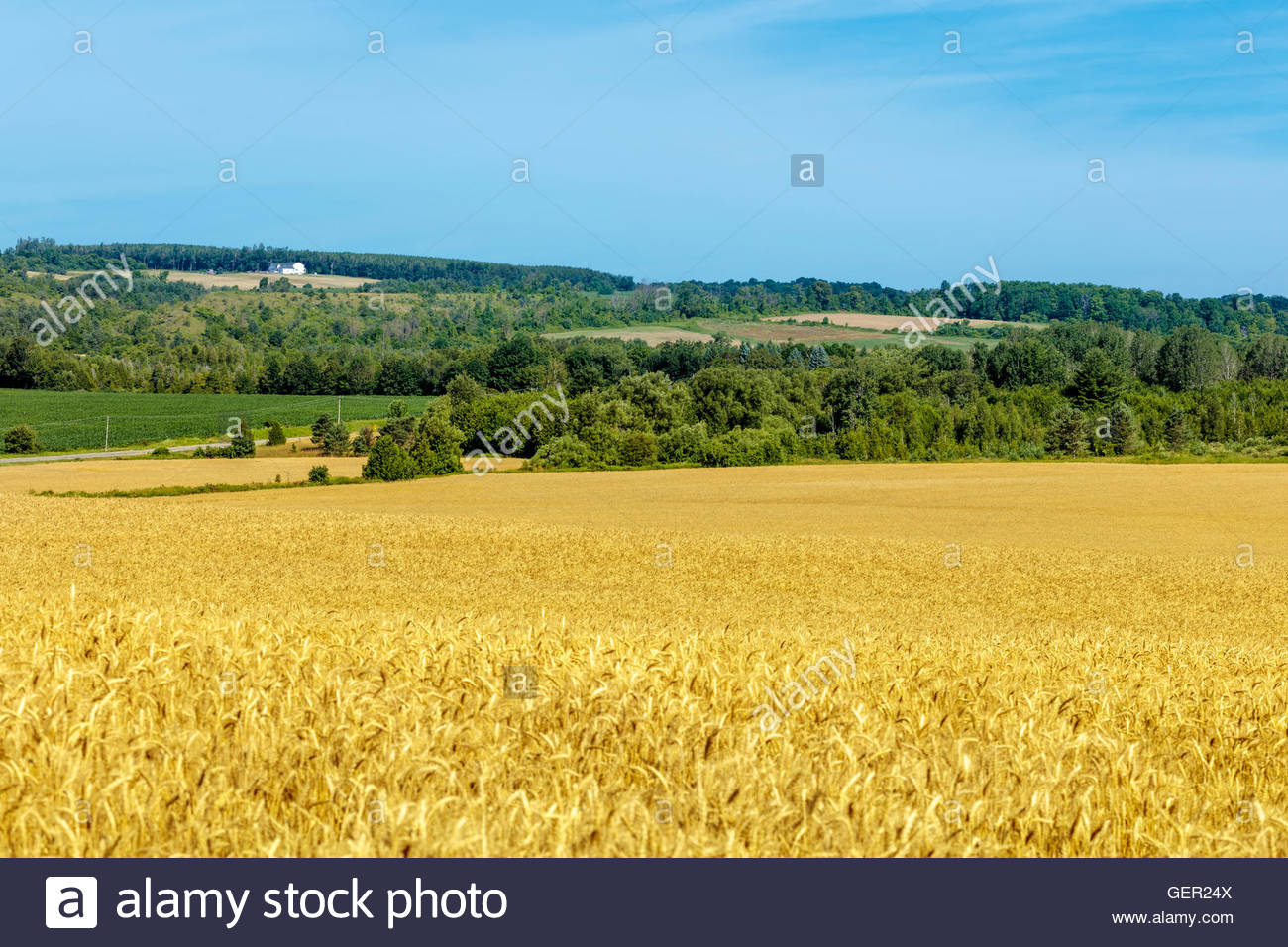 Durham Farm High Resolution Stock Photography and Images - Alamy
