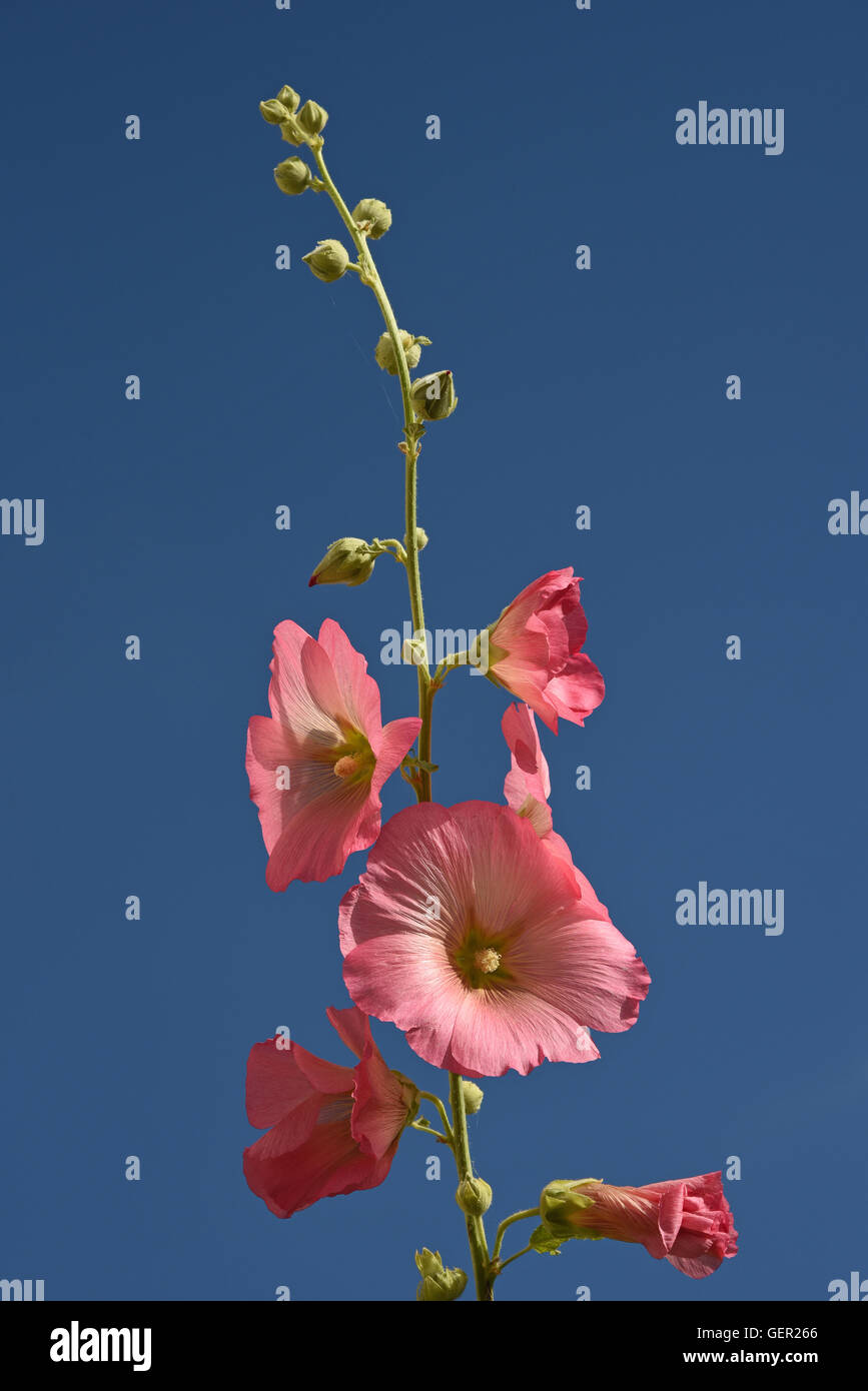 Plants flowers hollyhock flower hi-res stock photography and images - Alamy