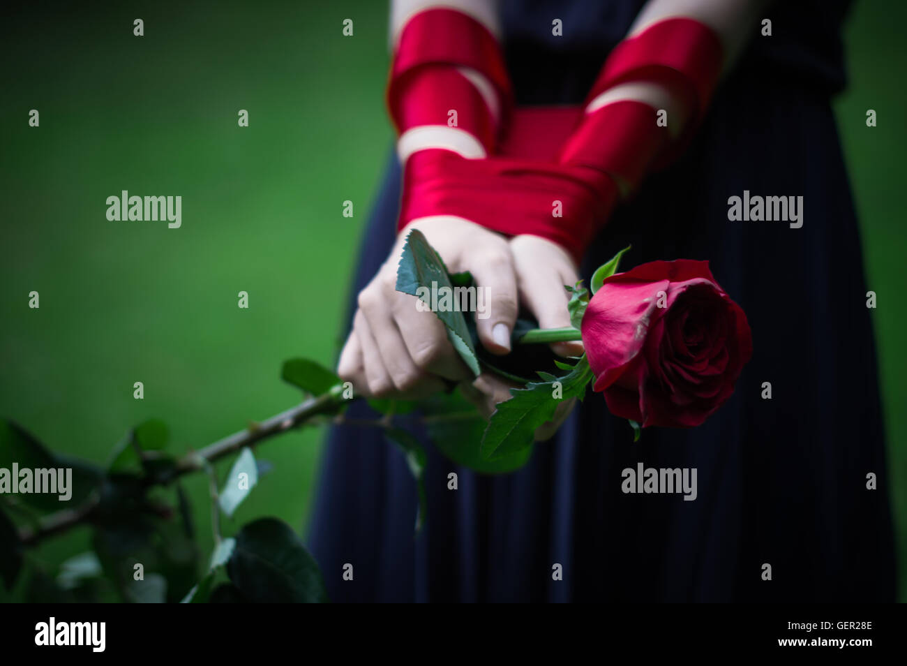 knitted female hands holding red rose in park Stock Photo - Alamy