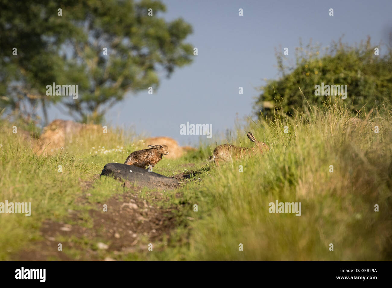 Pair Brown Hare chasing in grass at high speed (Lepus europaeus Stock ...