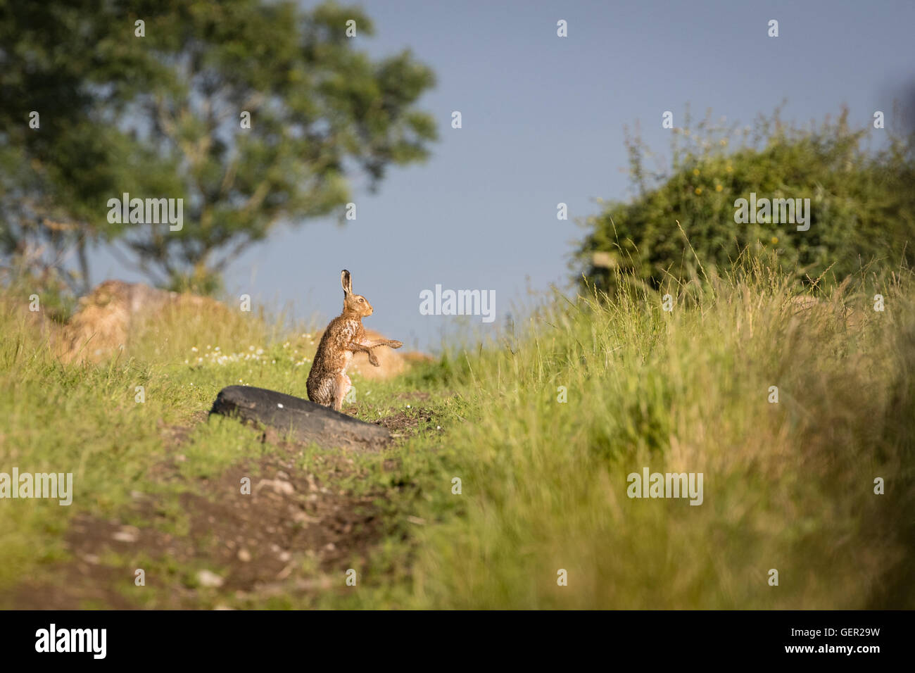 Brown Hare on path, shadow boxing,wet from bathing in puddle (Lepus ...