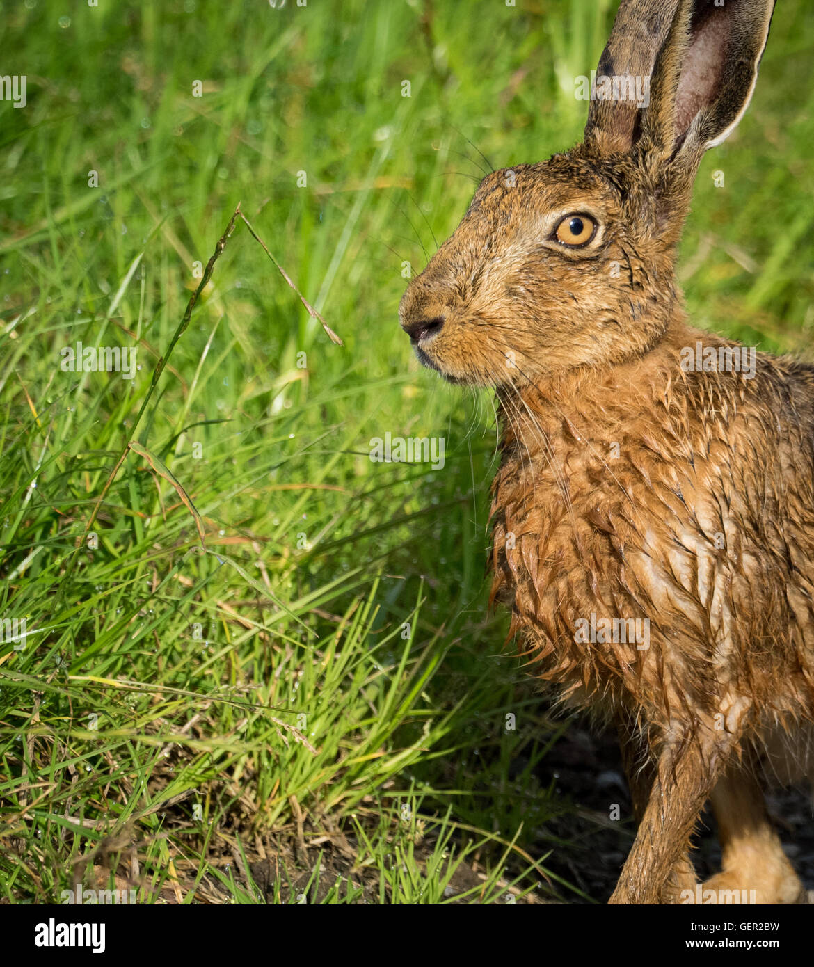 Brown Hare on path in grass wet from bathing in puddle (Lepus europaeus ...