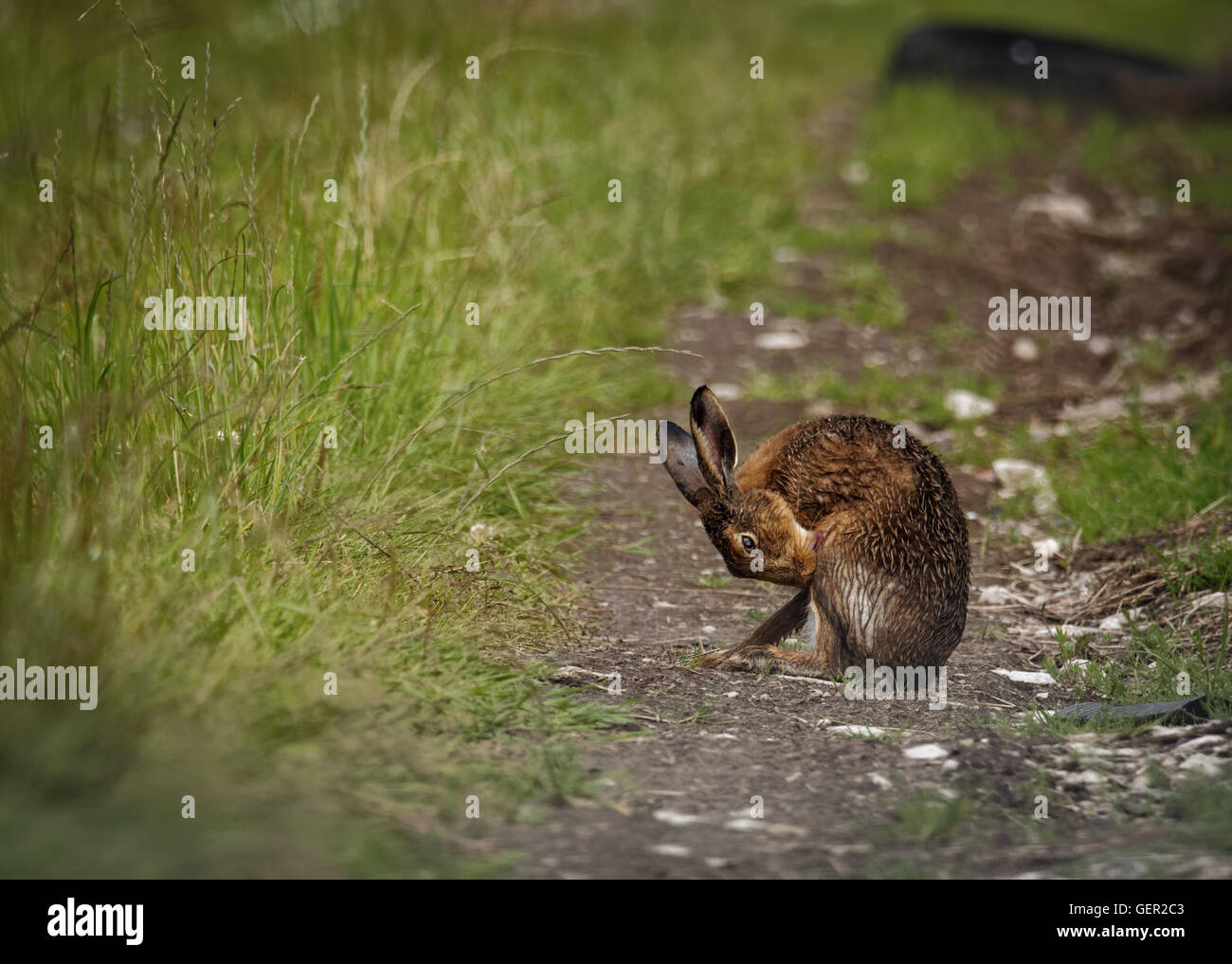 Brown Hare on path, cleaning with tongue wet from bathing in puddle ...