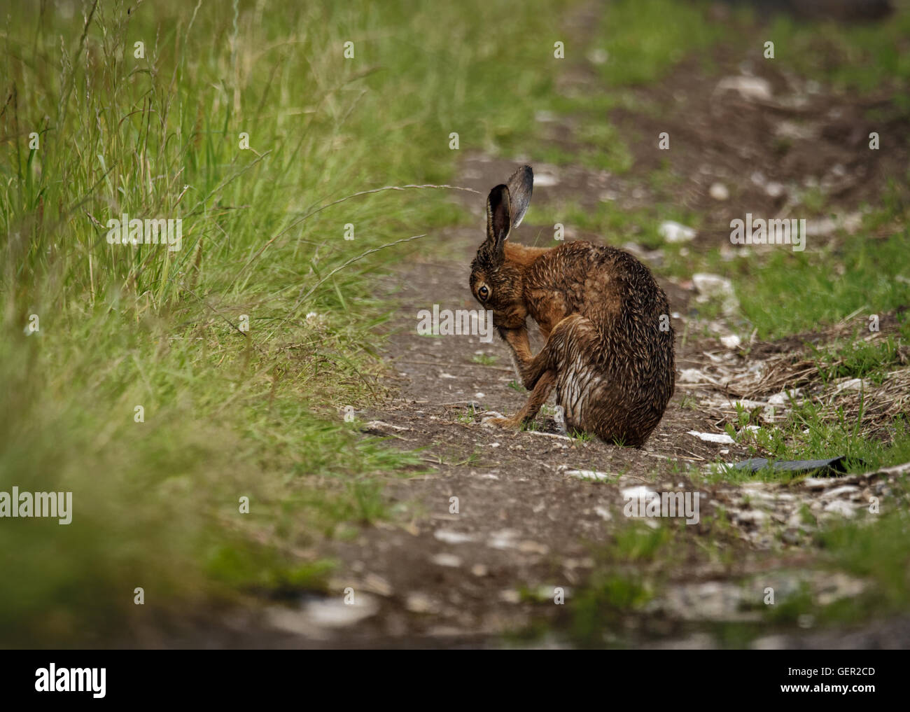 Brown Hare with legs crossed, cleaning claws (Lepus europaeus Stock ...