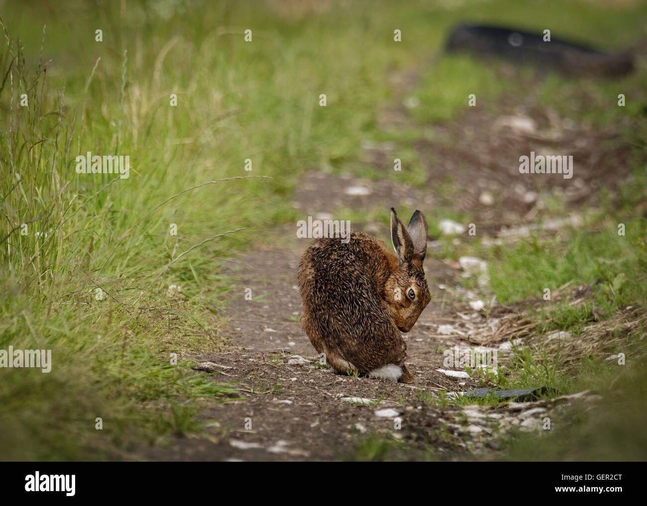 Brown Hare on path, wet from bathing in puddle (Lepus europaeus Stock ...