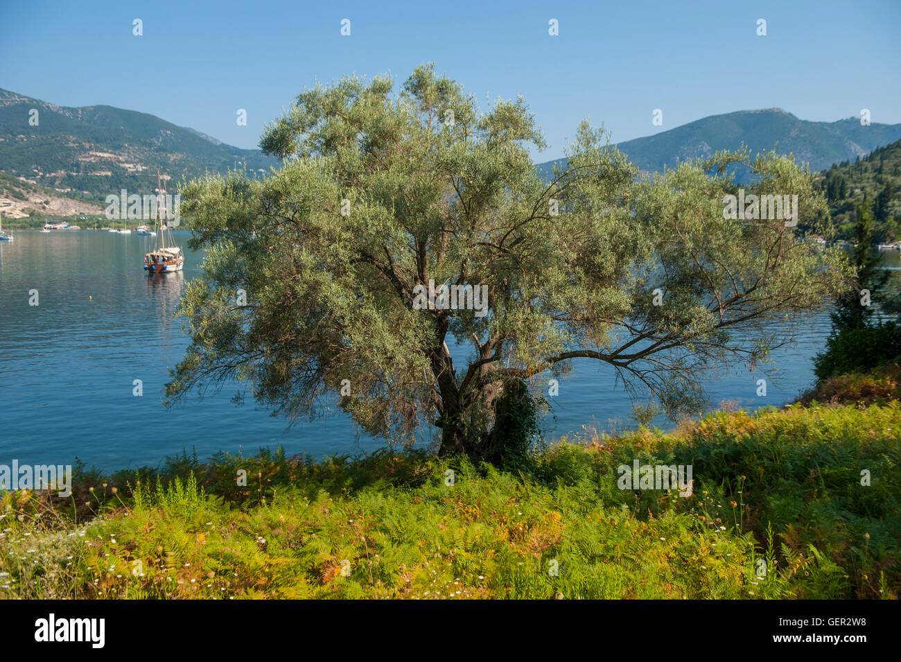 An olive tree overlooking the village of Geni / Nidri in Lefkada ...