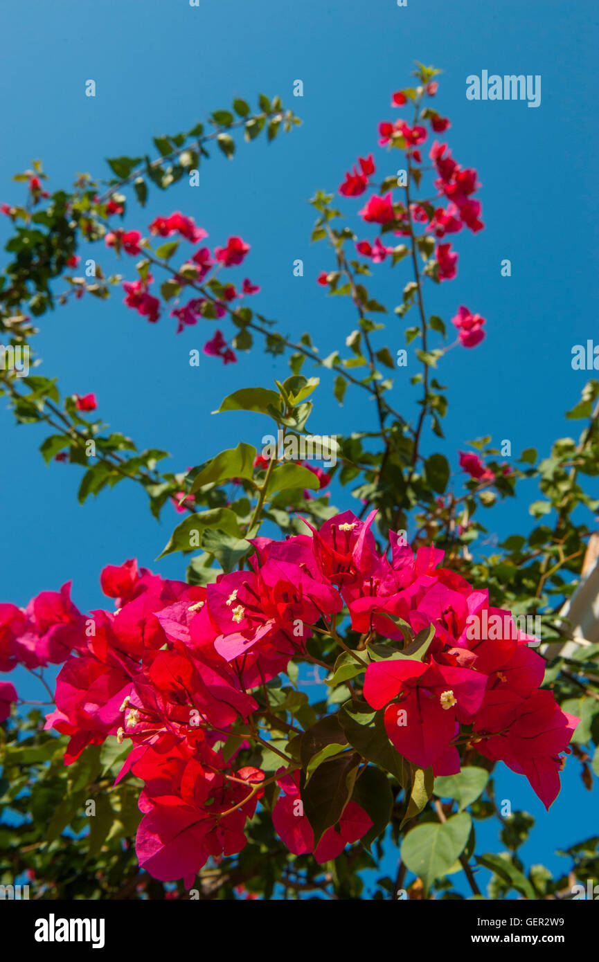 Flora and fauna of menorca hi-res stock photography and images - Alamy