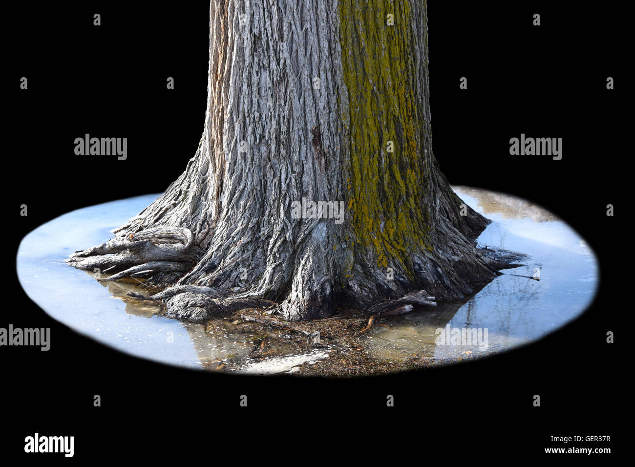 Tree with puddle Stock Photo - Alamy