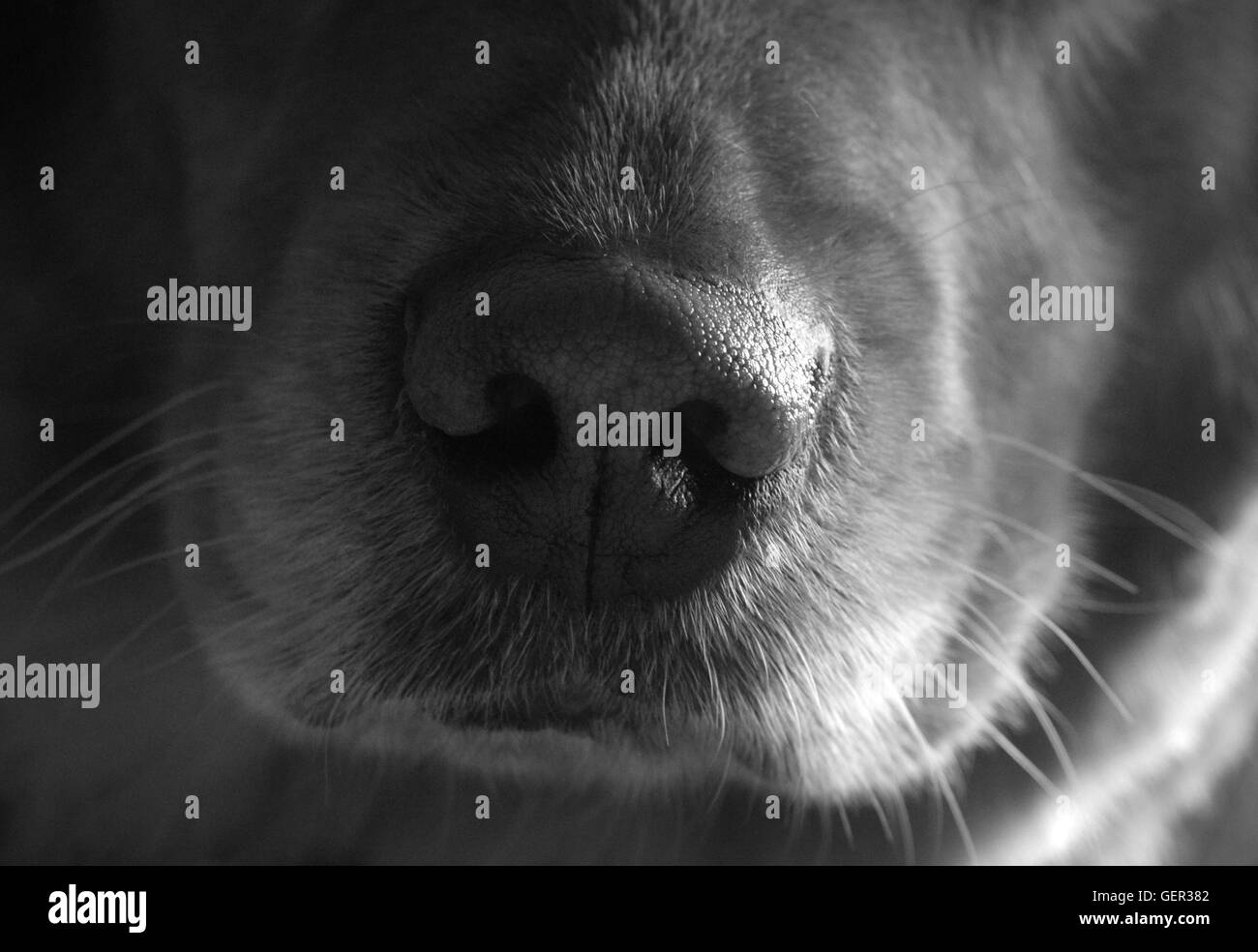 Dog Nose Close Up Stock Photo - Alamy