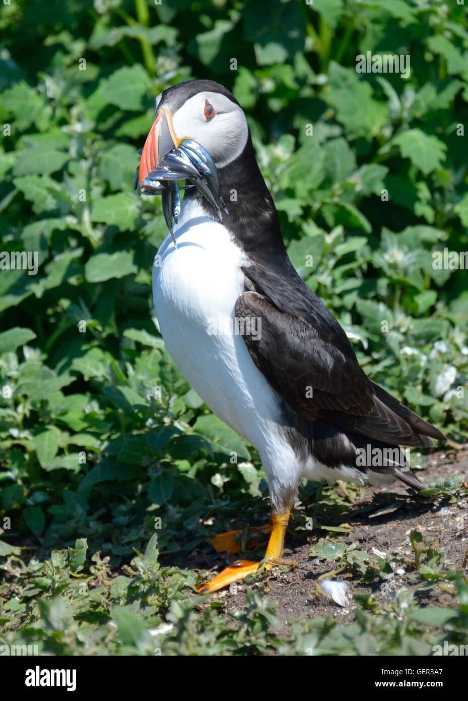 Parrott bird hi-res stock photography and images - Alamy