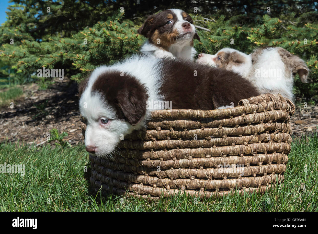 Seven-week-old Red merle and red tri Australian shepherd dogs, puppies ...