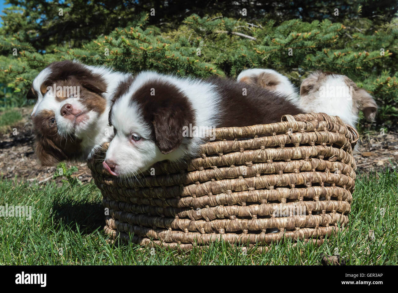 Seven-week-old Red merle and red tri Australian shepherd dogs, puppies ...